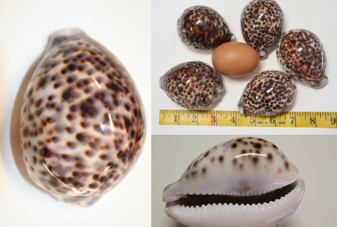 TIGER COWRY, Large 3"+ Seashells, Beach Decor, Bath Decor, Collectibles ...