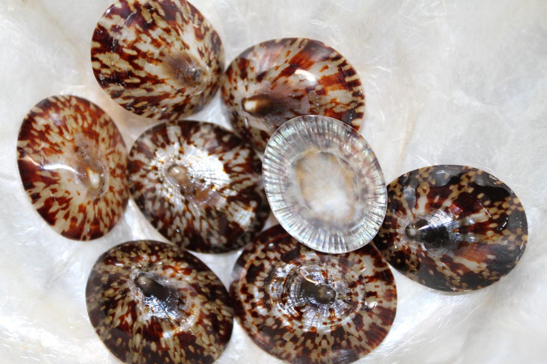 10-POLISHED Limpets,small Brown Limpets,all Occasion Gift,beach Art ...