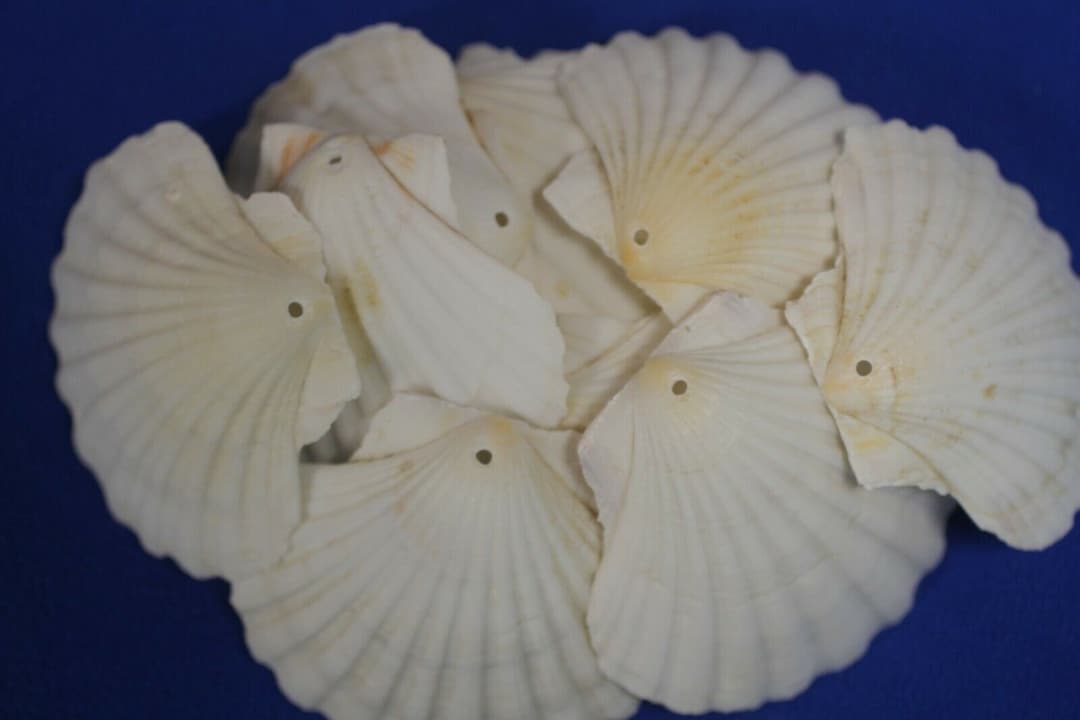 Large Irish Cups, Seashell Christmas Ornaments Crafts Supplies, White ...