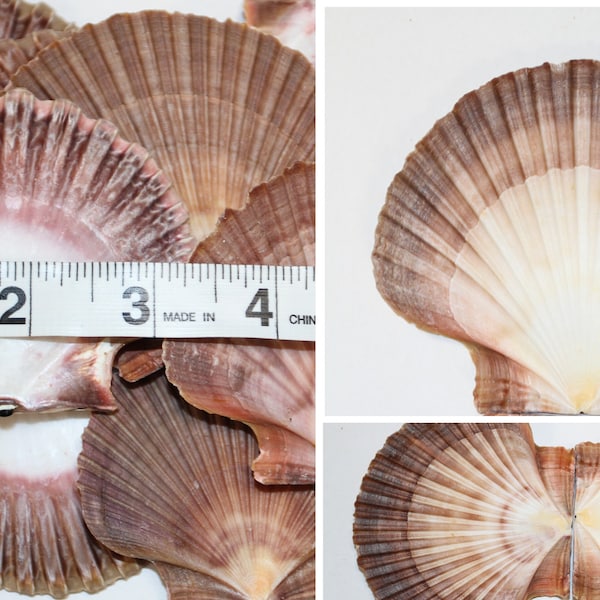 Flat Seashells - Etsy