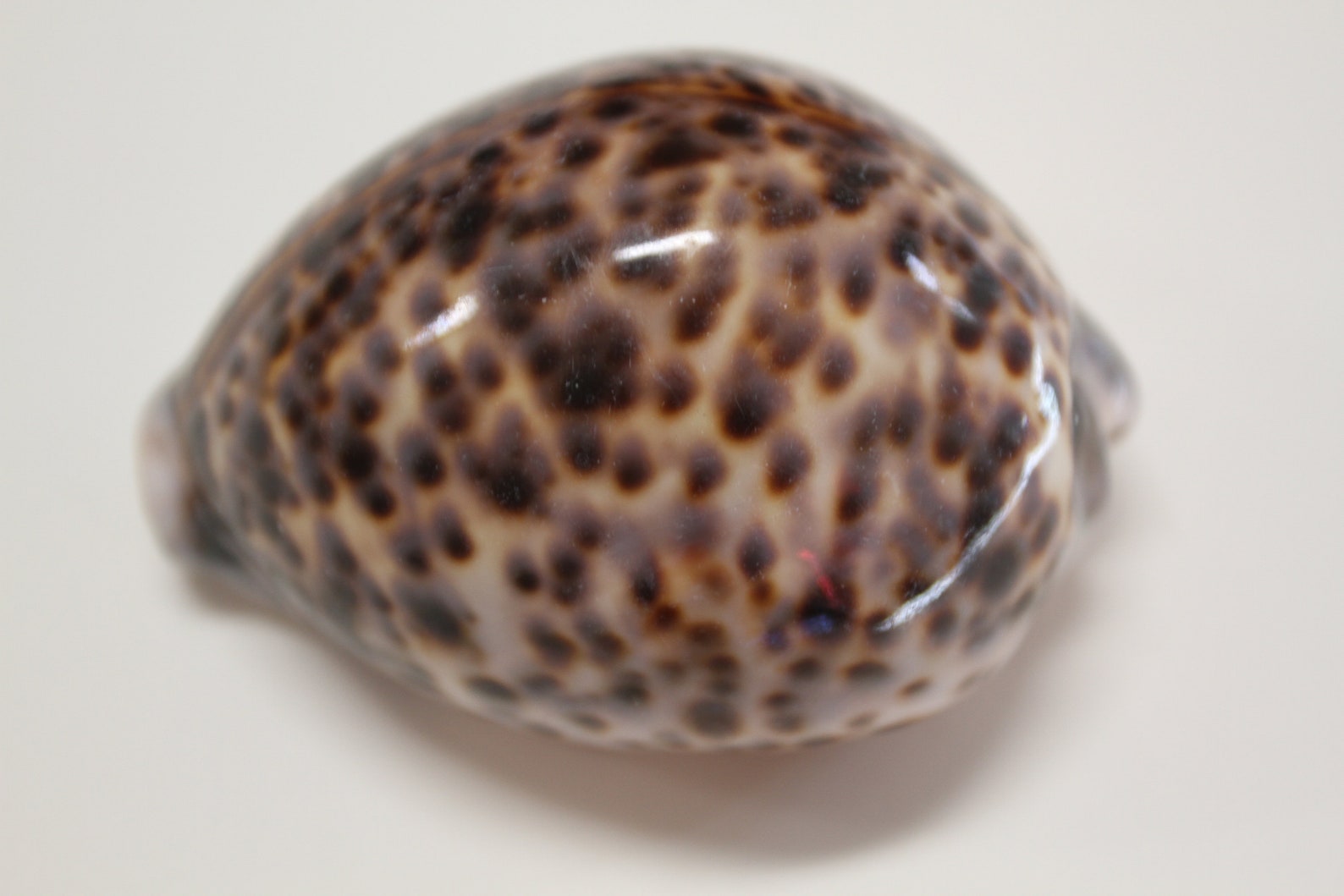 TIGER COWRY, Seashells, 3+", Collectible, All Occasion Gift, Mothers ...