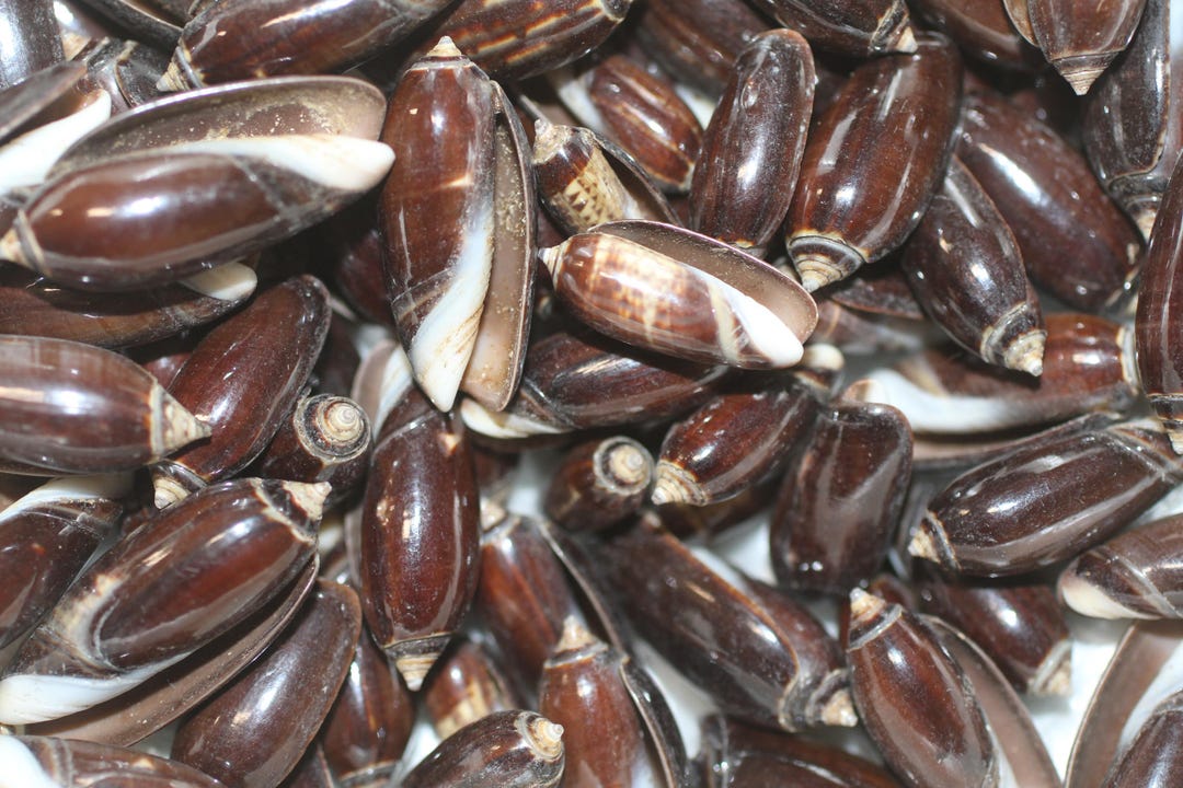 100-BLACK OLIVES, Seashells, Sailors Valentines, Beach Art Supply,decor ...