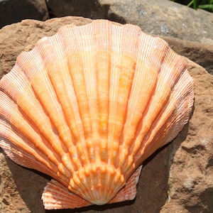 LIONS PAWS SEASHELLS, Large Orange Craft Shells, Collectible, Sailors ...