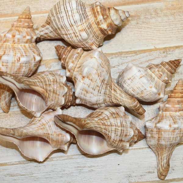 Shells for Sale - Etsy
