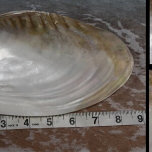 Huge Clamshell for Decor Crafts 8 to 10 Inch Sizes - SS-178 - Etsy