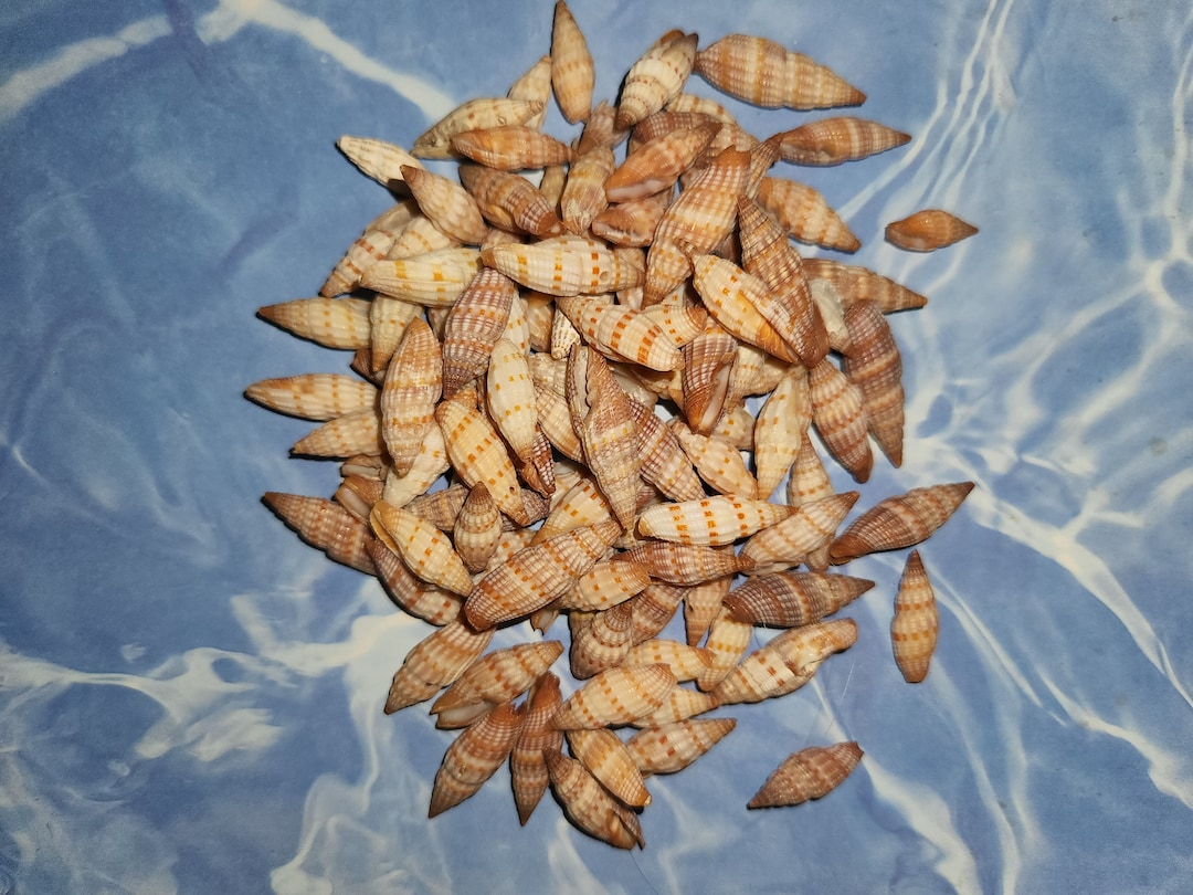 50 - MITRA SANGISUGUM, Small Craft Seashells, Shell Craft, Jewelry ...