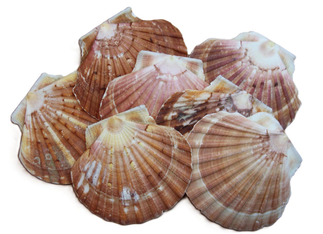 5-IRISH FLATS Seashell,beach Home Decor,display Seashell,bath Decor ...