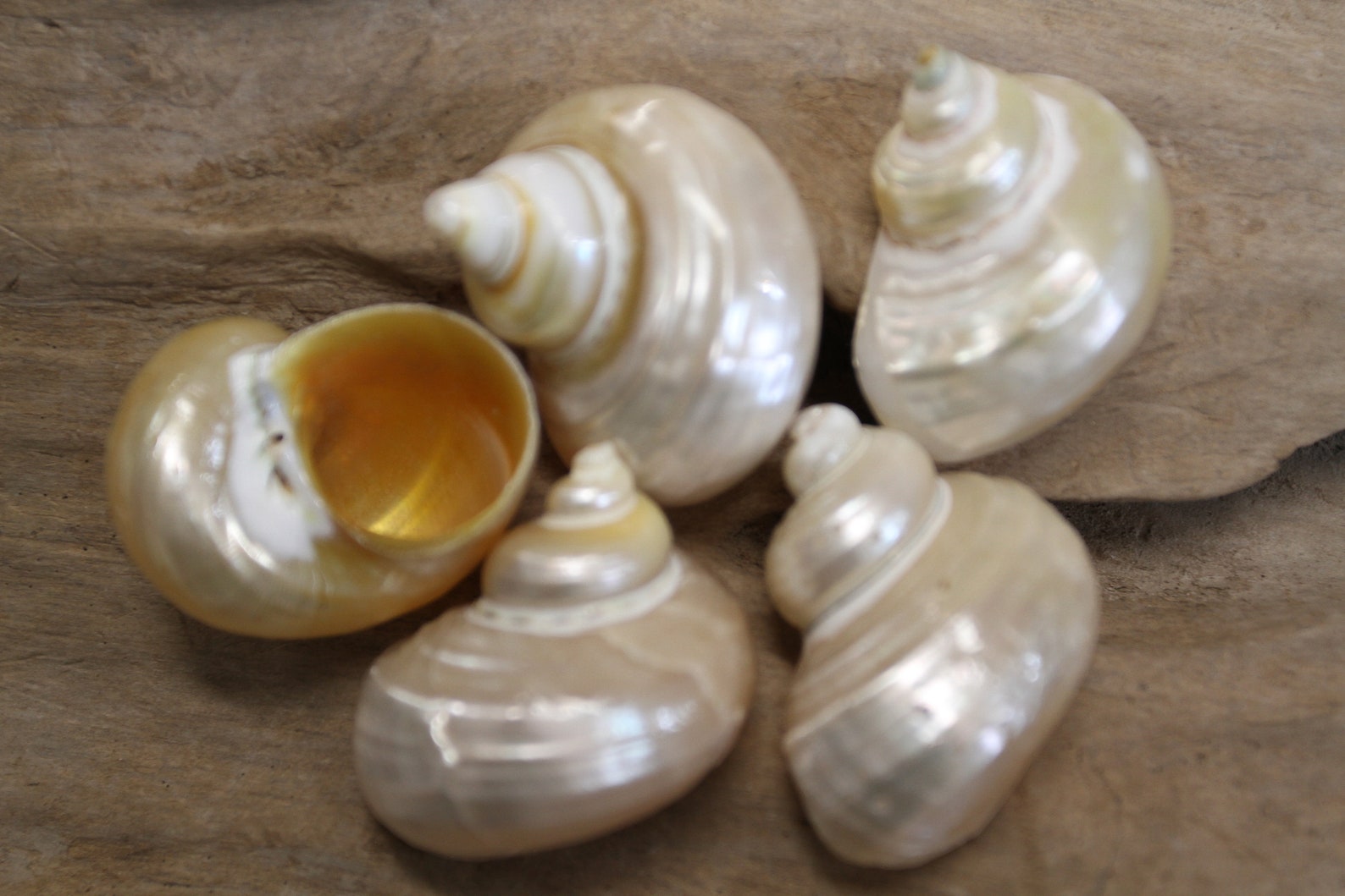 PEARLED TURBO, Gold Mouth Super Shiny, Seashells, Shell Craft, Wreath ...