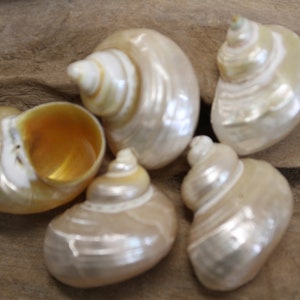 PEARLED TURBO, Gold Mouth Super Shiny, Seashells, Shell Craft, Wreath ...