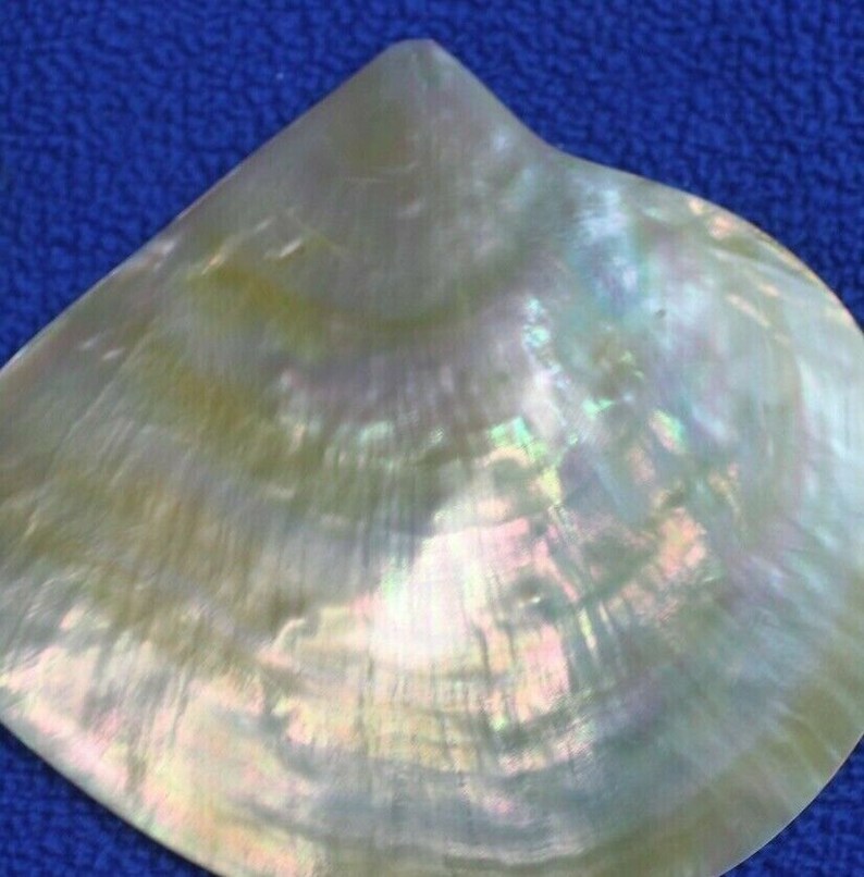 High End Seashells Mother of Pearl Large Seashells for High | Etsy