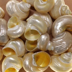 PEARLED TURBO, Gold Mouth Super Shiny, Seashells, Shell Craft, Wreath ...