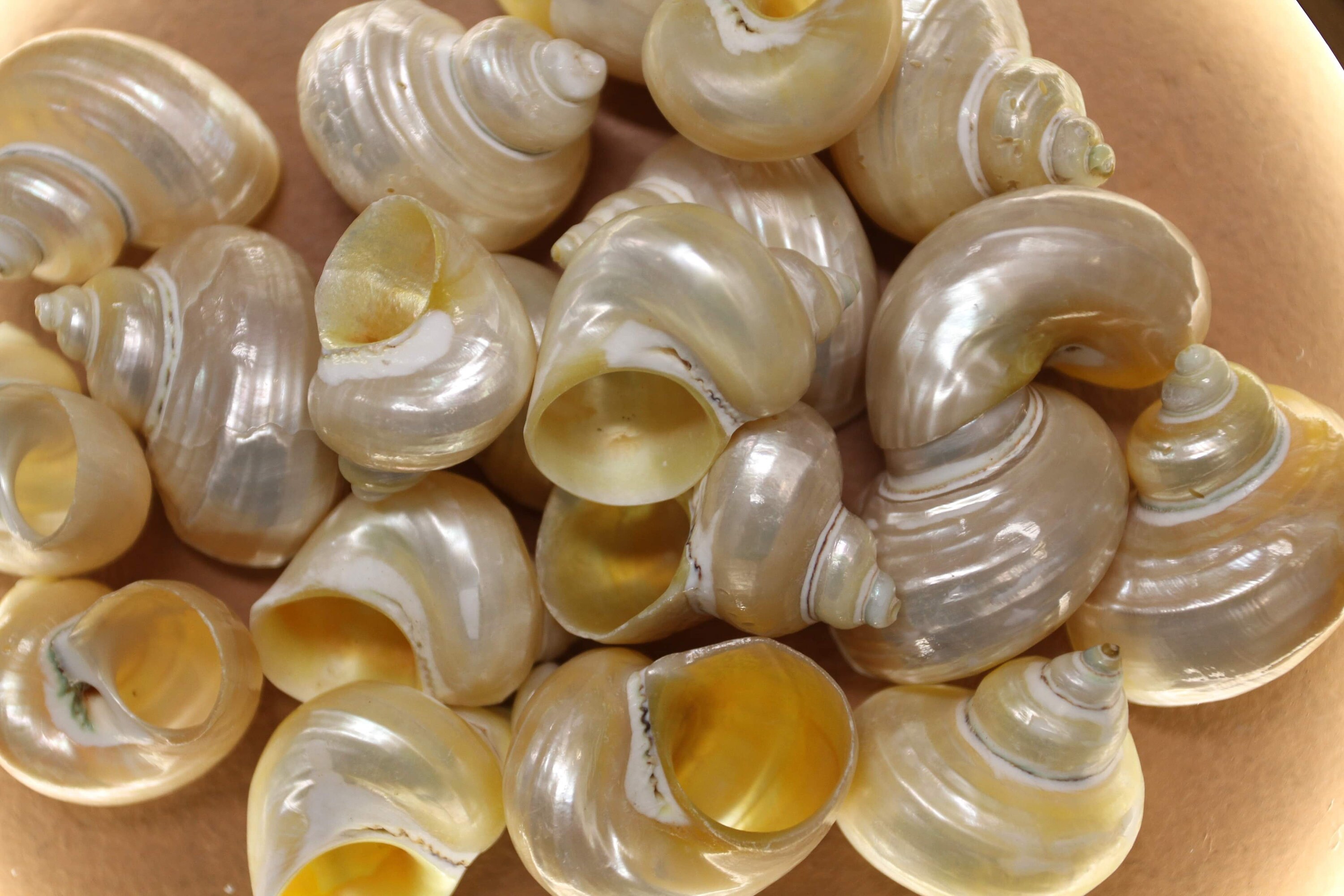 PEARLED TURBO, Gold Mouth Super Shiny, Seashells, Shell Craft, Wreath ...