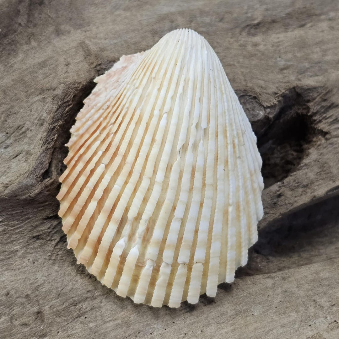 25-ELONGATED COCKLE Seashell,shell Craft Supply,frame-it Crafts,beach ...
