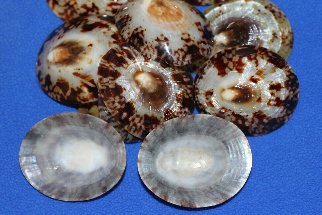 Seashell Collector Valentine Gift Unique Limpet Shells Polished for ...