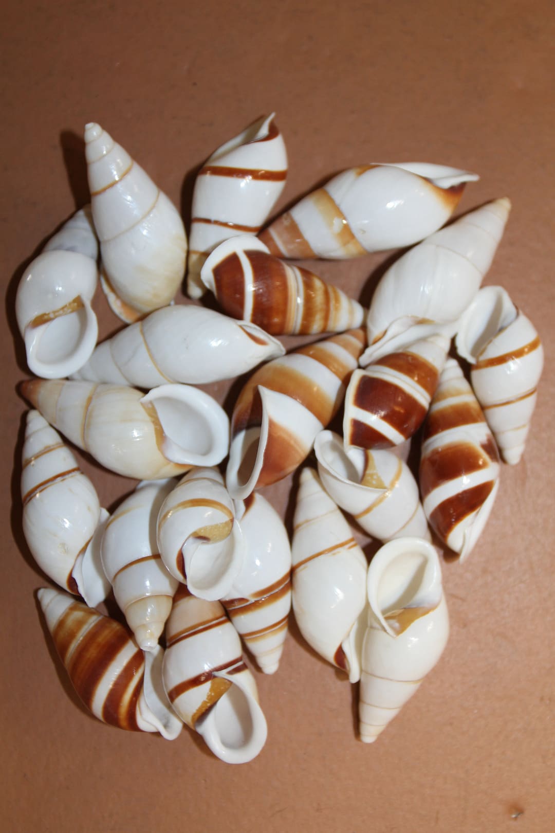 Land Snails Helicostyla,seashell,craft Supplies,wreath Supplies,mosaic ...