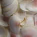 Rose Tellins Seashell Used by Shell Crafting Artists, Jewelry Makers ...