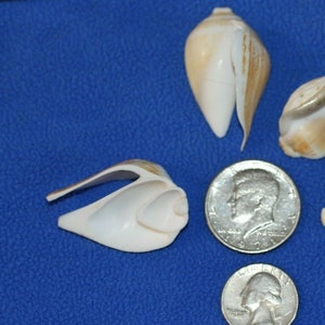 Canariums Half Cut Seashells / Average Size Range 1 1/4 Inch to 1 3/4 ...