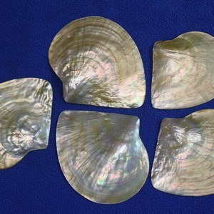 High End Seashells Mother of Pearl Large Seashells for High - Etsy