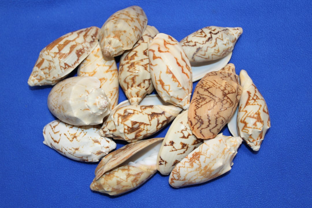 LARGE BAT VOLUTES Seashells / Craft Supply / Sailors Valentines / Beach ...