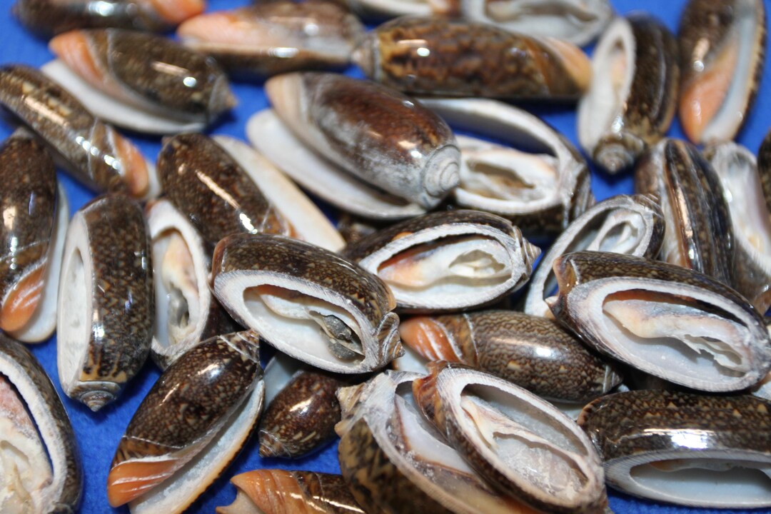20-OLIVE RETICULATA - Sliced Seashells, Christmas Ornament, Craft ...