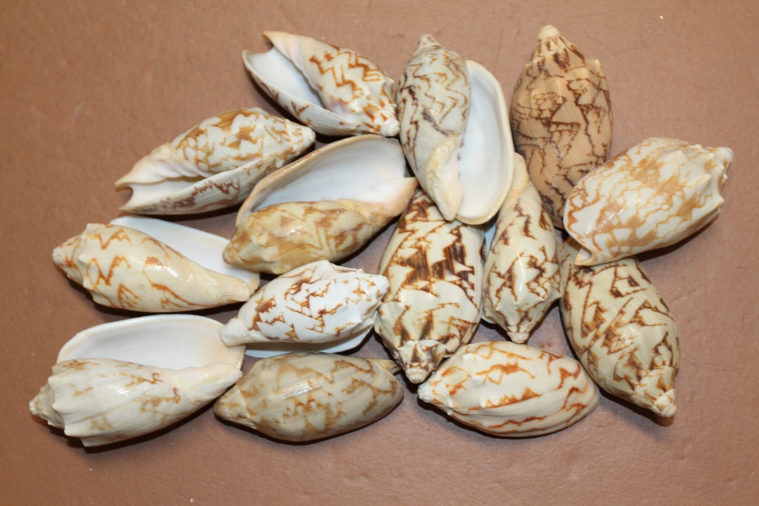 BAT VOLUTES / Seashell Craft Supply / Mothers Day Gift / Beach Decor ...