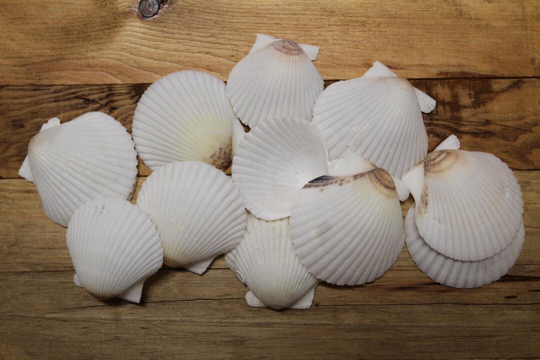 20-large White Gulf Scallops,craft Seashells,all Occasion Gifts,beach ...