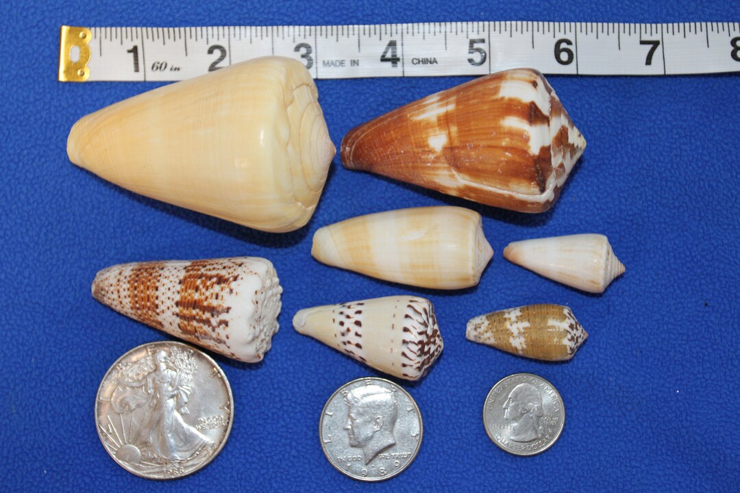 CONE Shells,variety Assortment Cone Seashells,beach Decor,basket ...