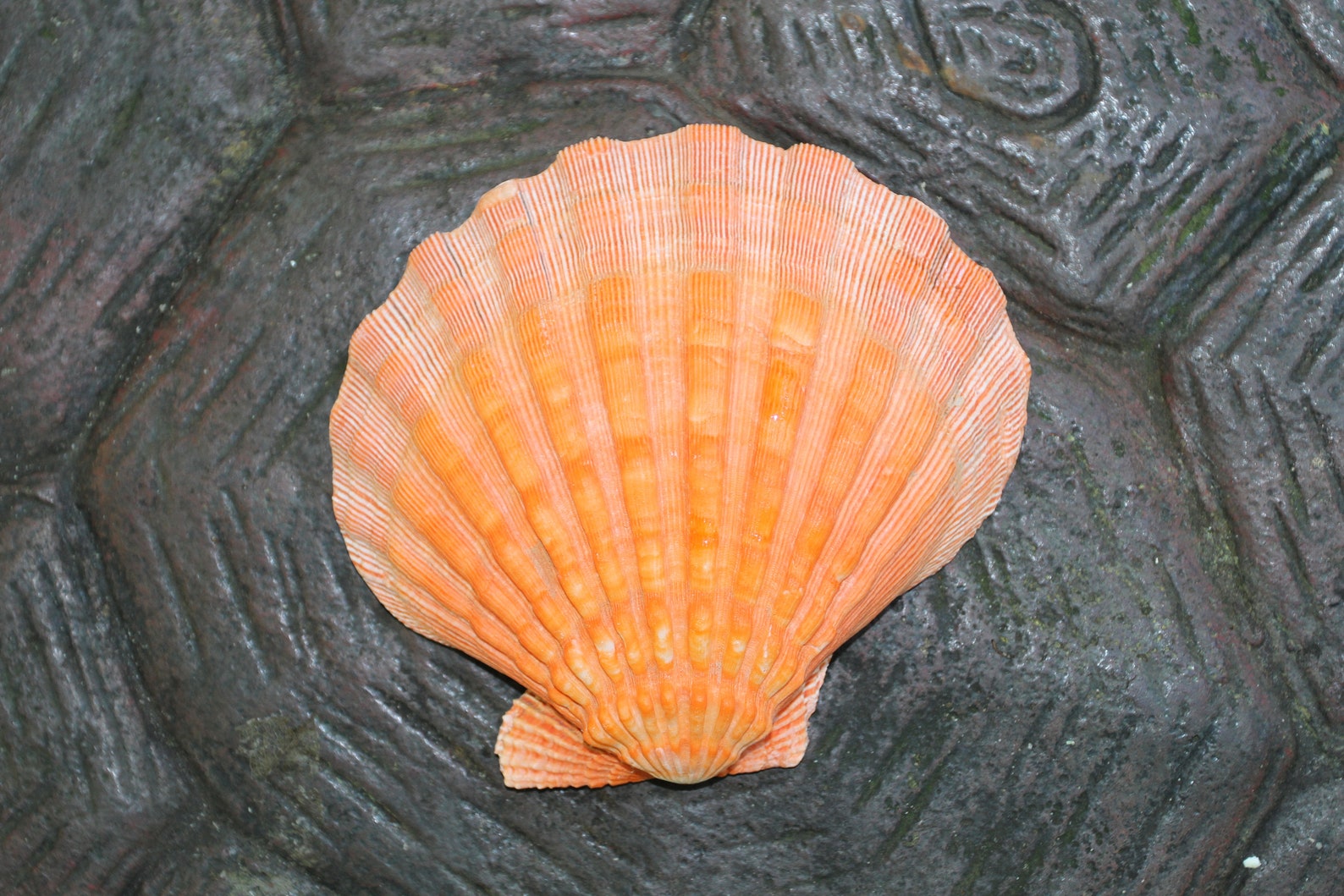 LIONS PAWS Seashells, Large Orange Craft Shells, Collectible, Sailors ...