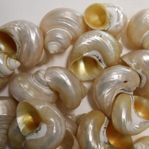 PEARLED TURBO, Gold Mouth Super Shiny, Seashells, Shell Craft, Wreath ...
