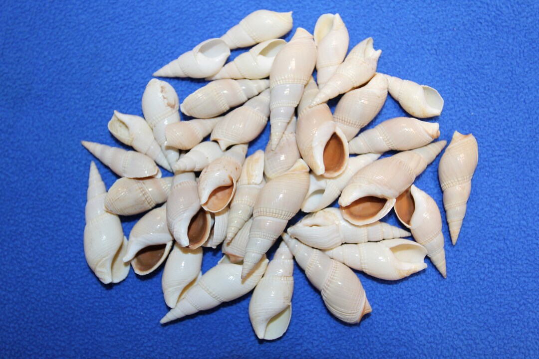 Bullia Vittatus Seashell Are Here! Ideal for Shellcraft, Jewelry ...