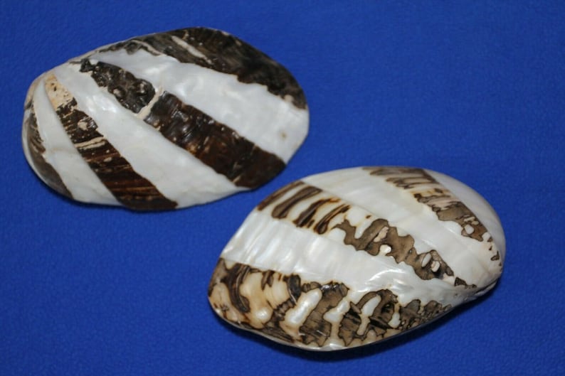 Large Whole Display Seashells for Table Top Decor, Lucky Clamshells ...