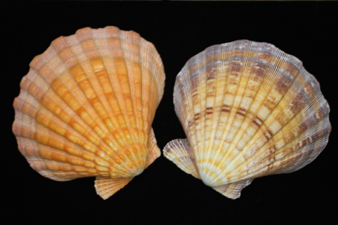 LIONS PAWS SEASHELLS, Large Orange Craft Shells, Collectible, Sailors ...