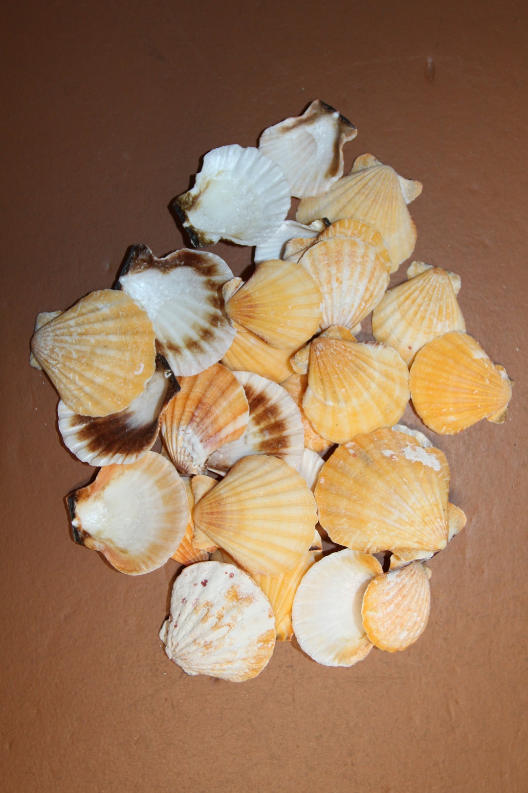 Pecten Vexillium ~ Beautiful Orange Seashell for All Shell Crafting ...