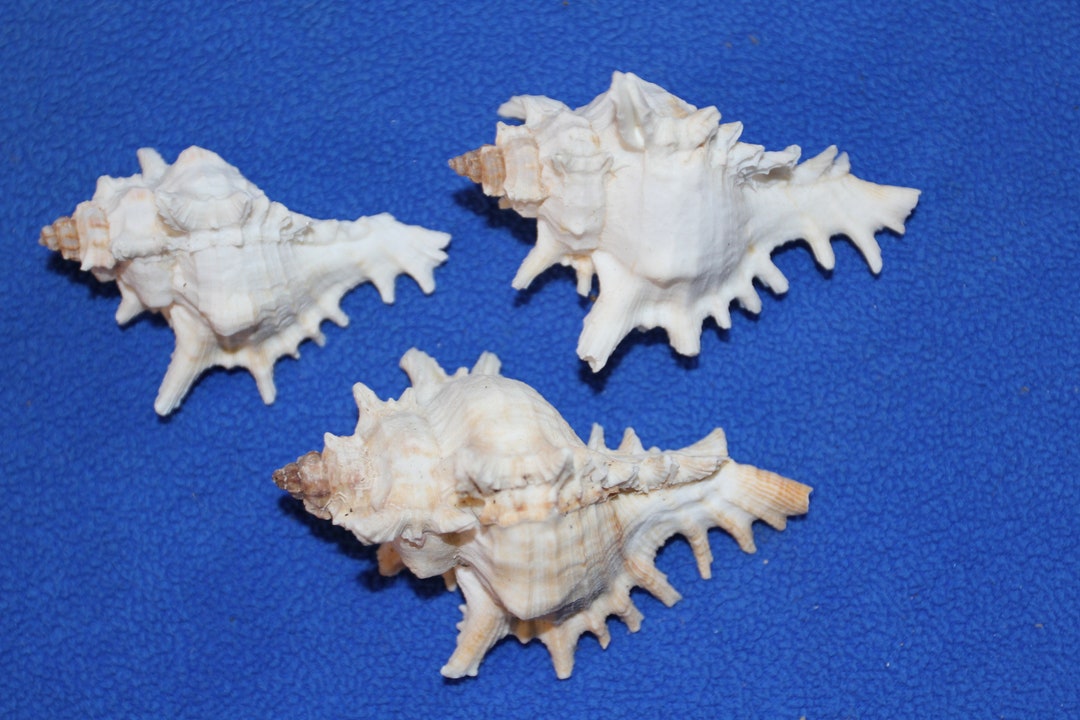 SEASHELLS, White Murex, Shell Craft, Craft Supply, Seashell Art Supply ...
