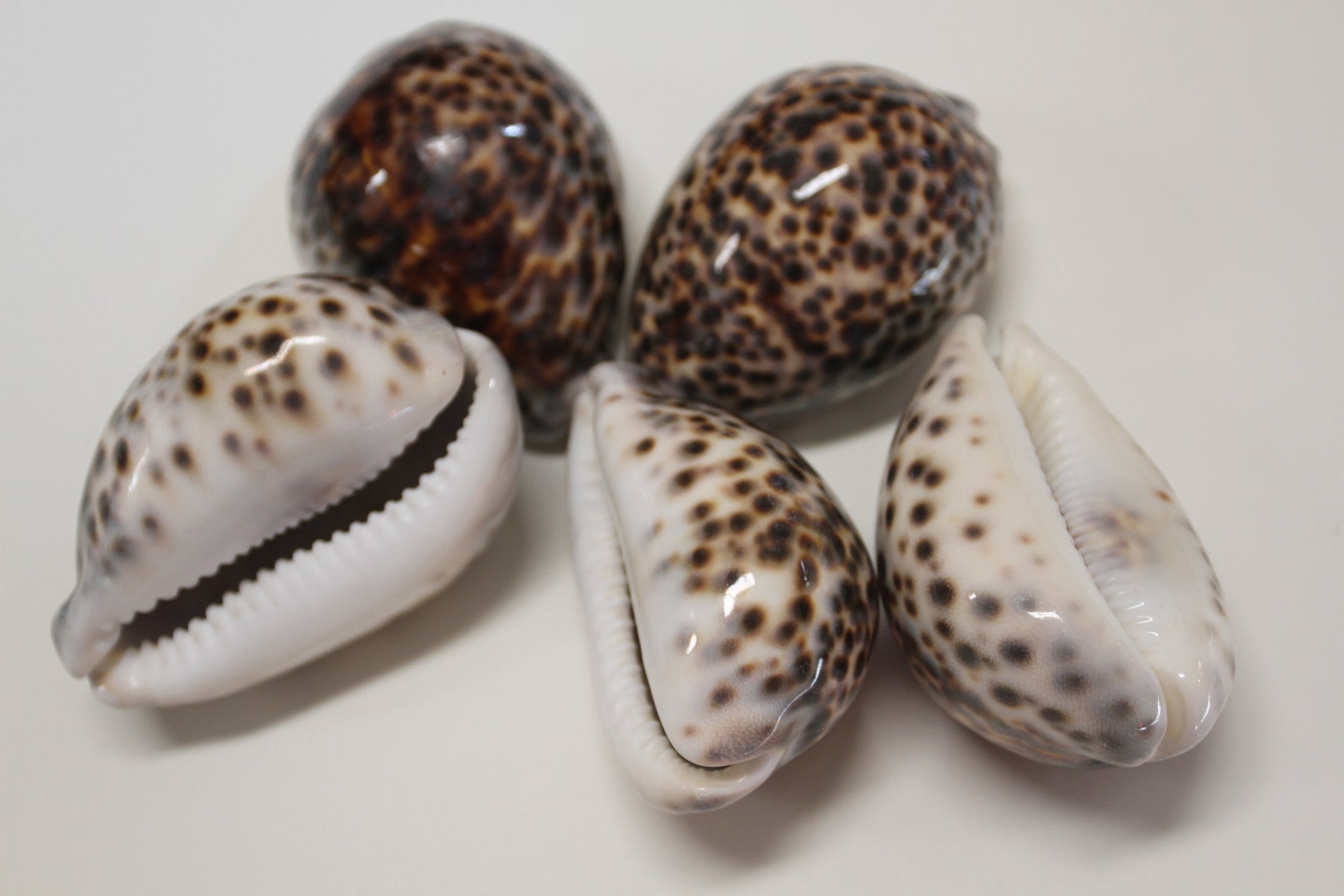 TIGER COWRY, Seashells, 3+", Collectible, All Occasion Gift, Mothers ...