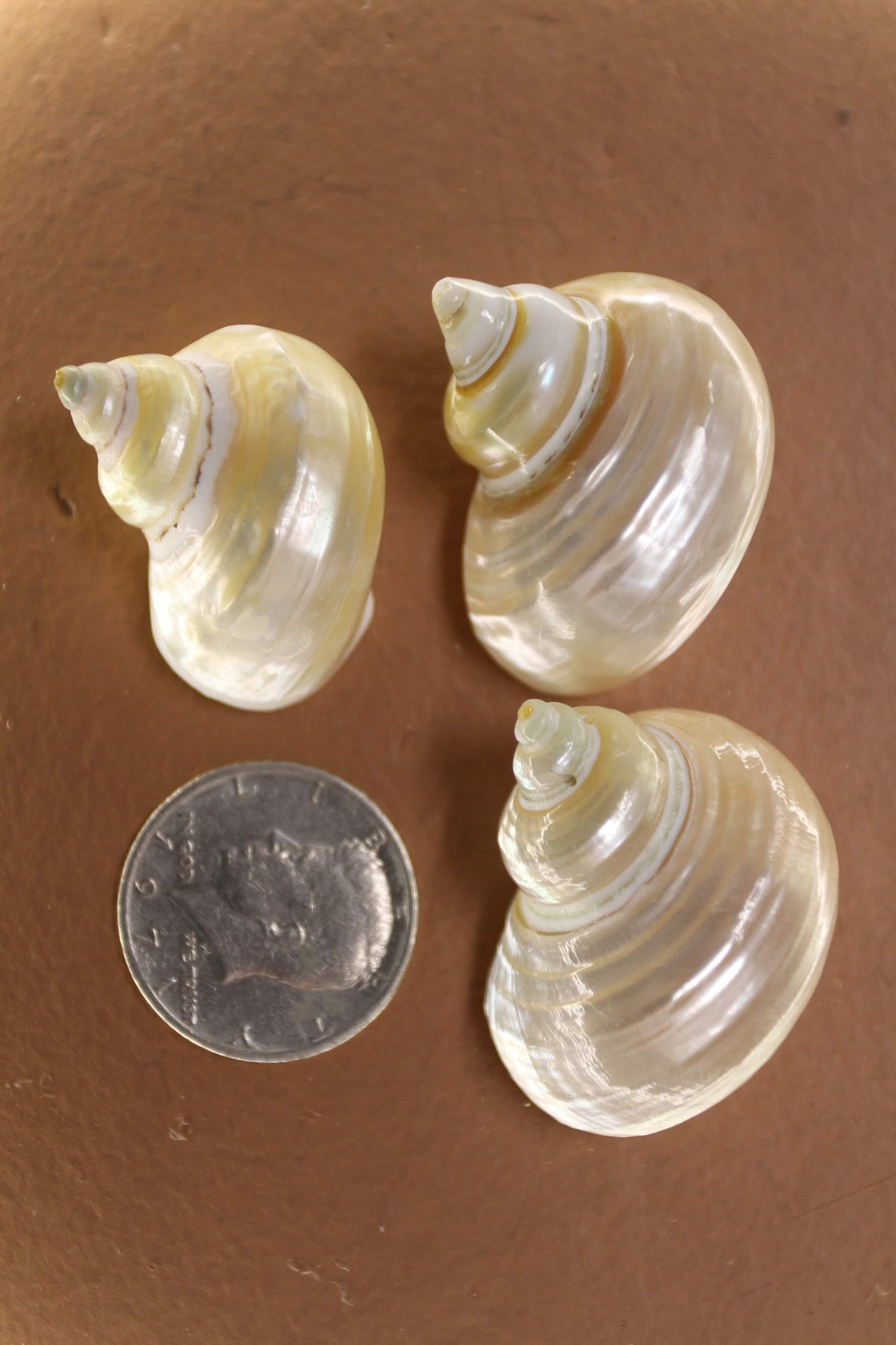 PEARLED TURBO, Gold Mouth Super Shiny, Seashells, Shell Craft, Wreath ...
