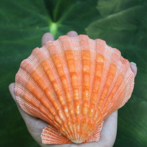 LIONS PAWS SEASHELLS, Large Orange Craft Shells, Collectible, Sailors ...
