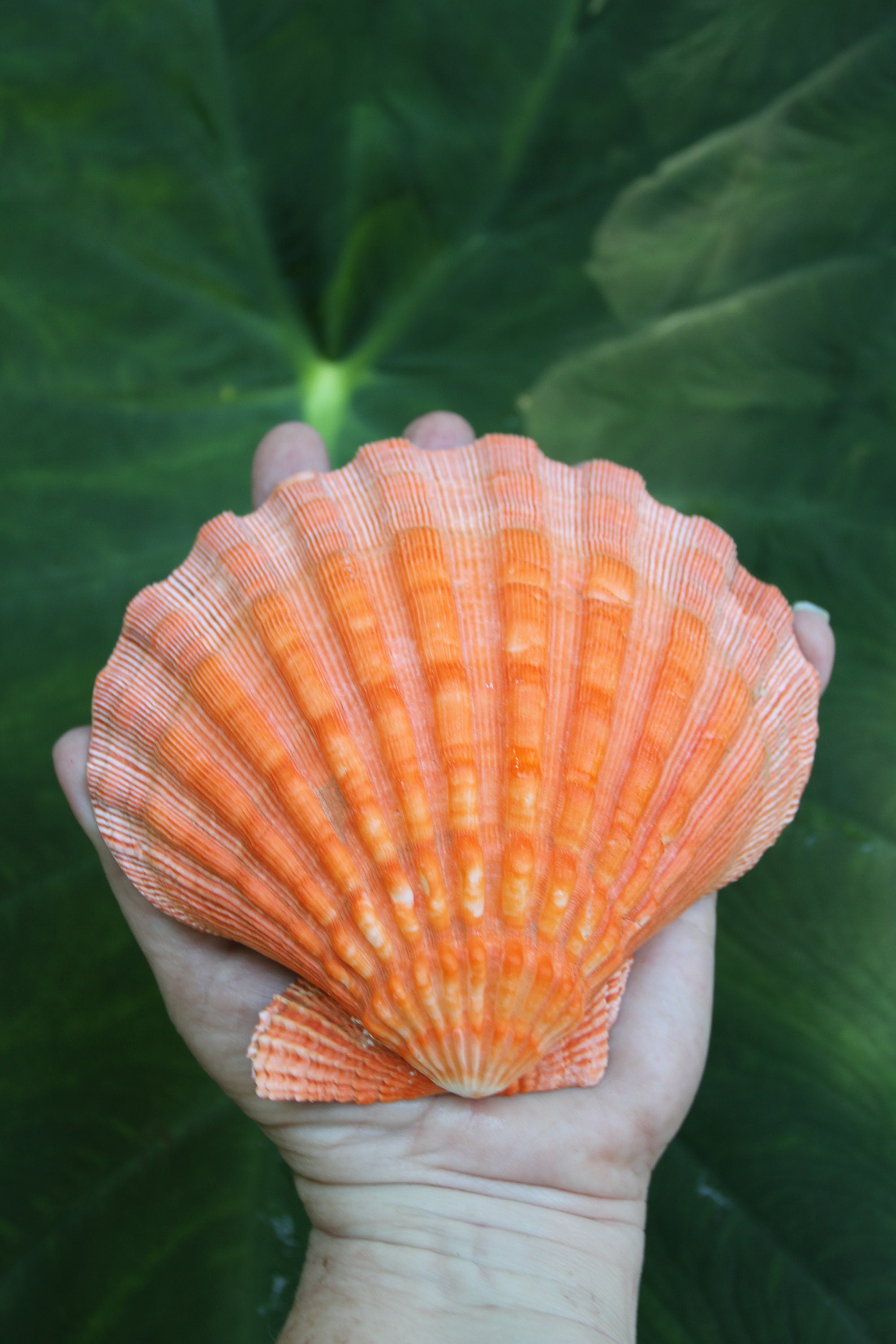 LIONS PAWS Seashells, Large Orange Craft Shells, Collectible, Sailors ...