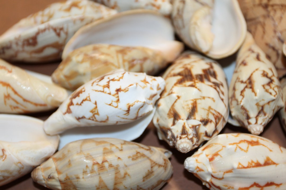 LARGE BAT VOLUTES Seashell / Craft Supply / Mothers Day Gift / Beach ...