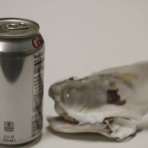 Oyster Shells Clusters for Wedding Venue Decor Projects - Etsy