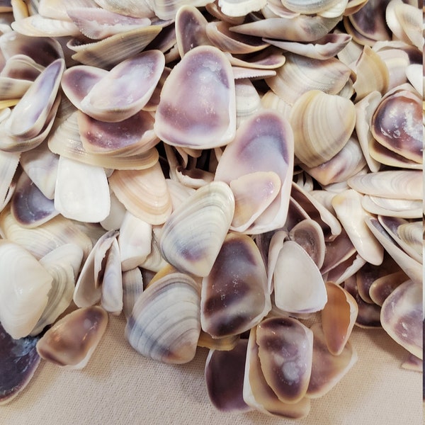 Shells for Sale - Etsy