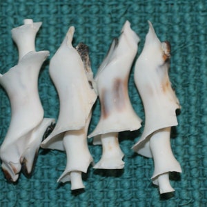 Murex Centers Seashells 2 1/2 Inch to 3 Inch, , SS-101 Free Ship - Etsy