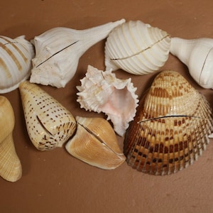Ocean Theme Reception Dinner Tabletop Decor Seashell Name Place ...