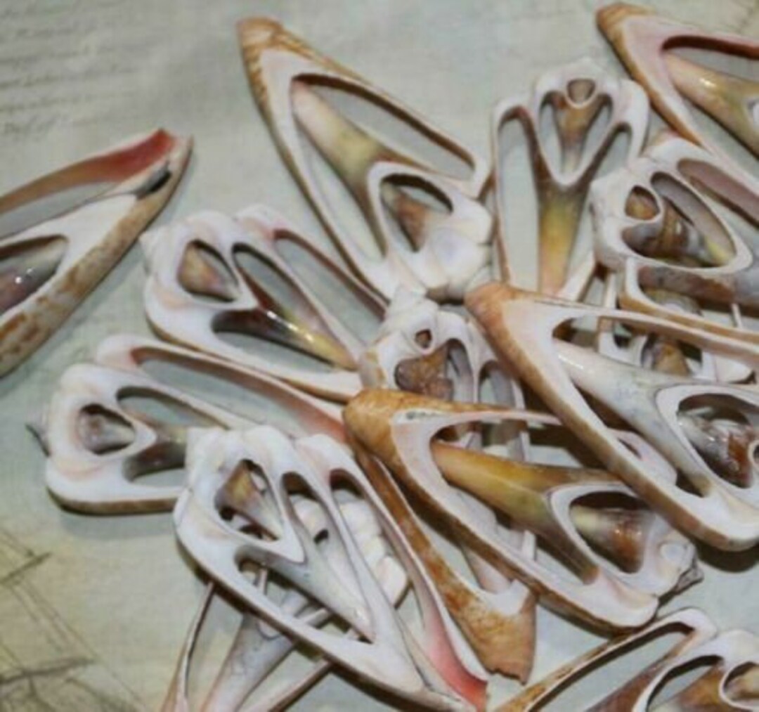 Large Sliced Center Cut Seashells for Shell Crafts Projects, Luhanus ...