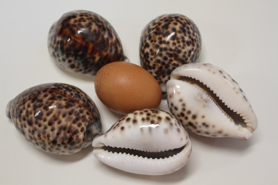 TIGER COWRY, Seashells, 3+", Collectible, All Occasion Gift, Mothers ...