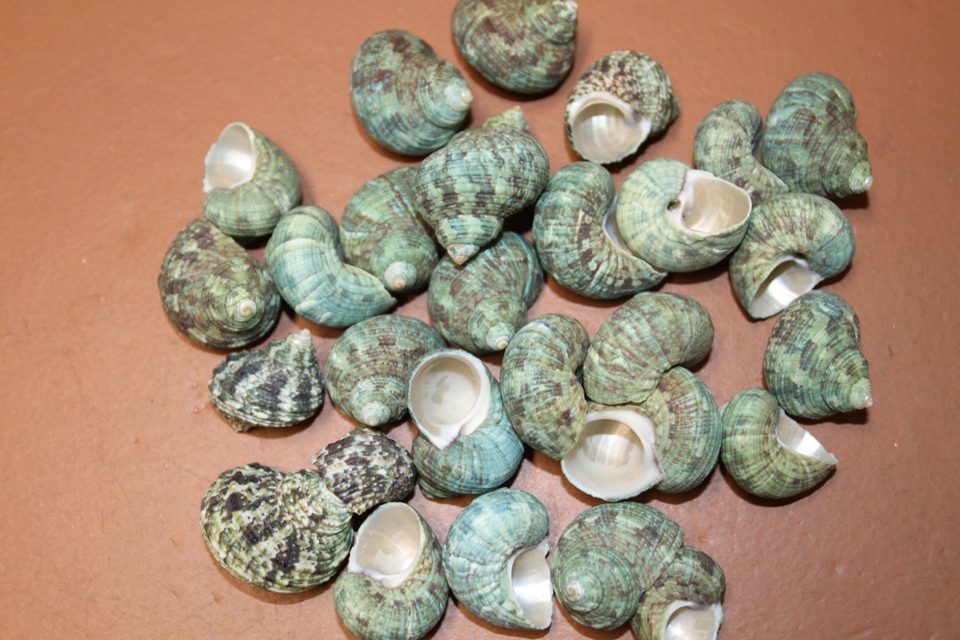 Turbo Bruneus, 1 LB Seashells, Great Shell for Small Crafts, Free ...