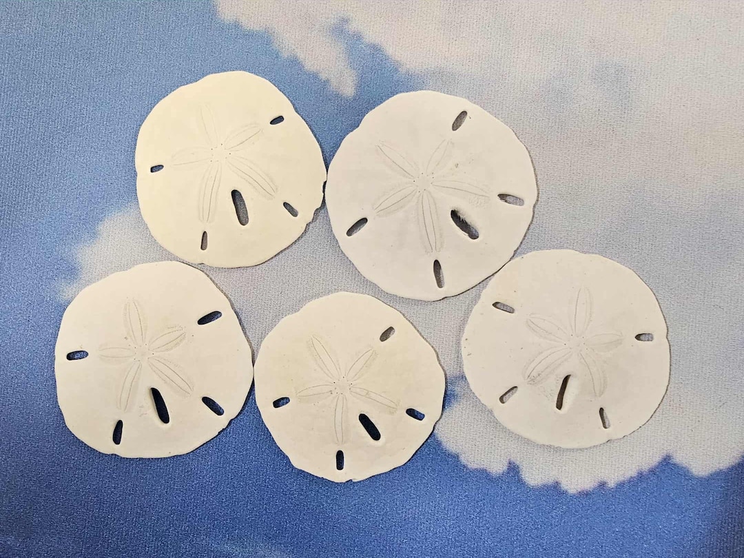 5-SAND Dollars,sailor Valentines,beach Art,resin Pour Crafts,all ...