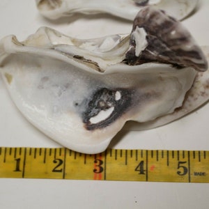 Oyster Shells Clusters for Wedding Venue Decor Projects - Etsy