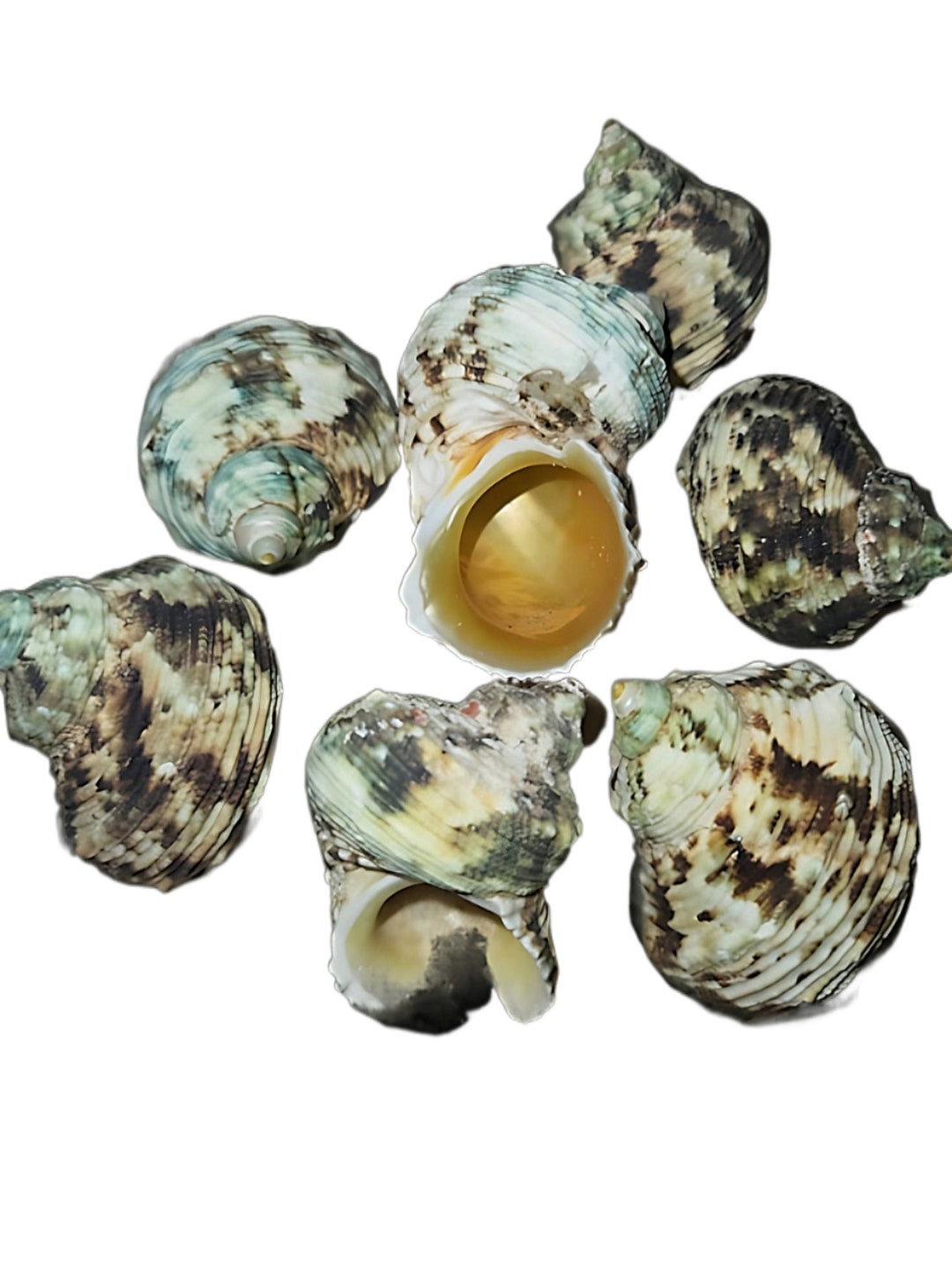 GREEN TURBO, Gold Mouth Seashells, Craft Supply, Wreath Supply, Sailors ...