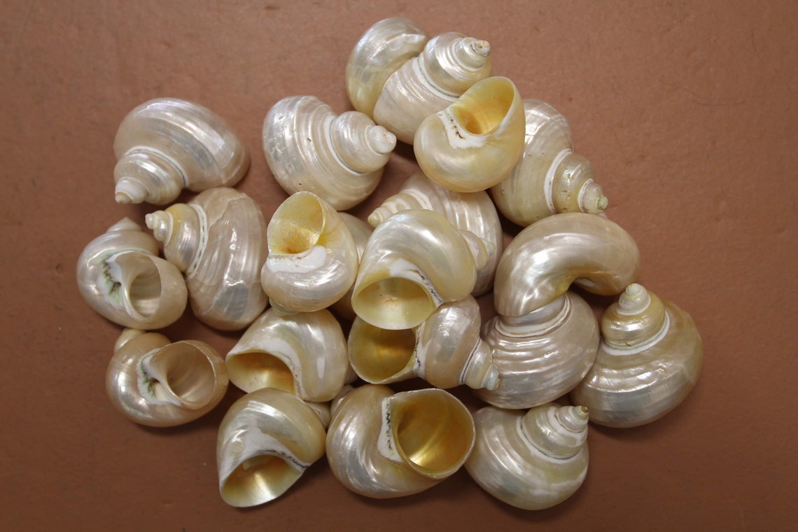 PEARLED TURBO, Gold Mouth Super Shiny, Seashells, Shell Craft, Wreath ...